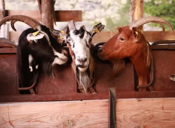 Fromage Niolo - Qui veut du fromage