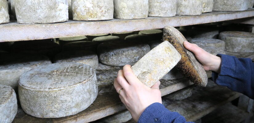 Fabrication du fromage : les différentes étapes